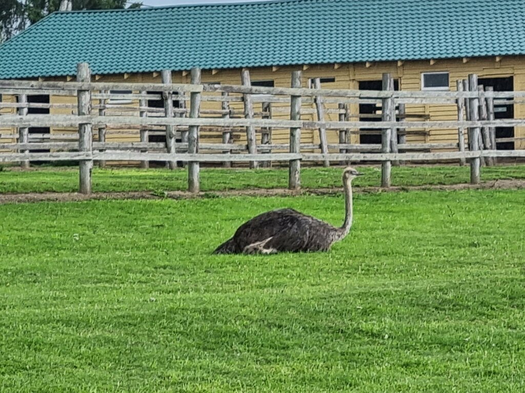 Tarım firmaları Страусиная Ферма, Saint‑Petersburg ve Leningradskaya oblastı, foto