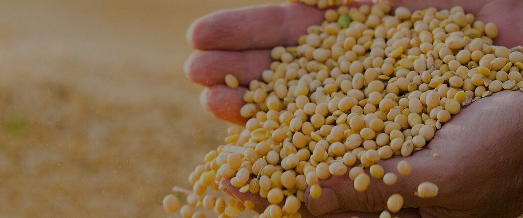 Toptan gıda mağazaları Mld Grain, Dubai, foto