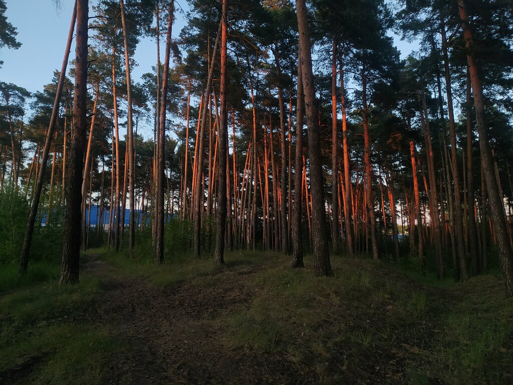 Orman Восточный парк, Kazan, foto