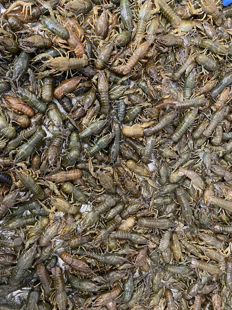 Balık ve deniz ürünleri Fish, Lipetsk, foto