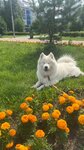 Московская метель (Lazarevskaya ulitsa No:2, derevnya Podlipki), evcil hayvan yetiştiricileri  Moskova ve Moskovskaya oblastından