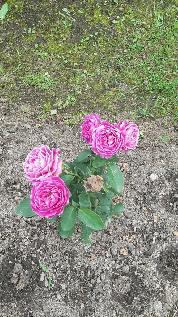 Bahçecilik dernekleri ve kuruluşları Приморец, Primoriye, foto