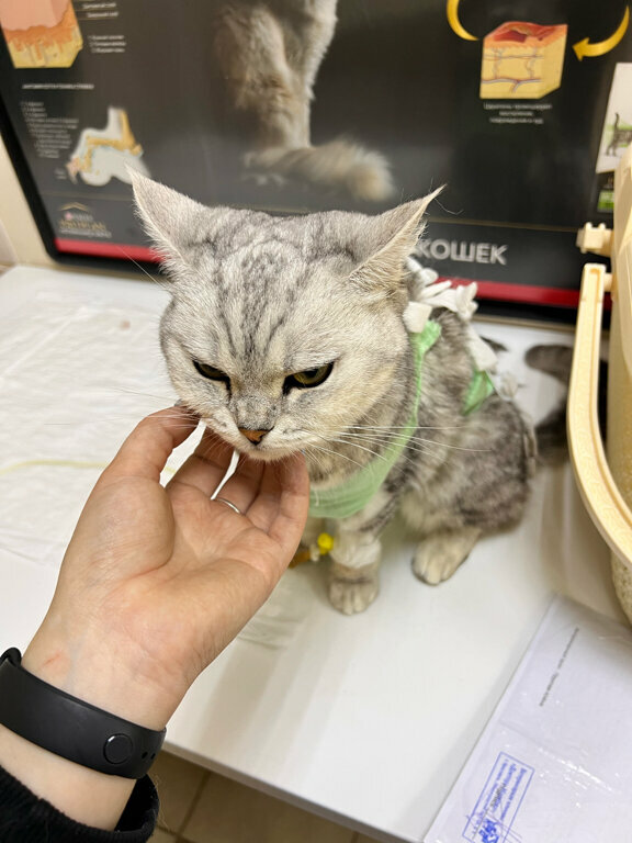 Veteriner klinikleri Doktora Markova i Ko, Yaroslavl, foto
