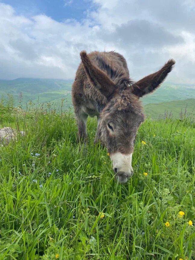 Seyahat acenteleri LLC Enot Travel, Krasnoyarski krayı, foto
