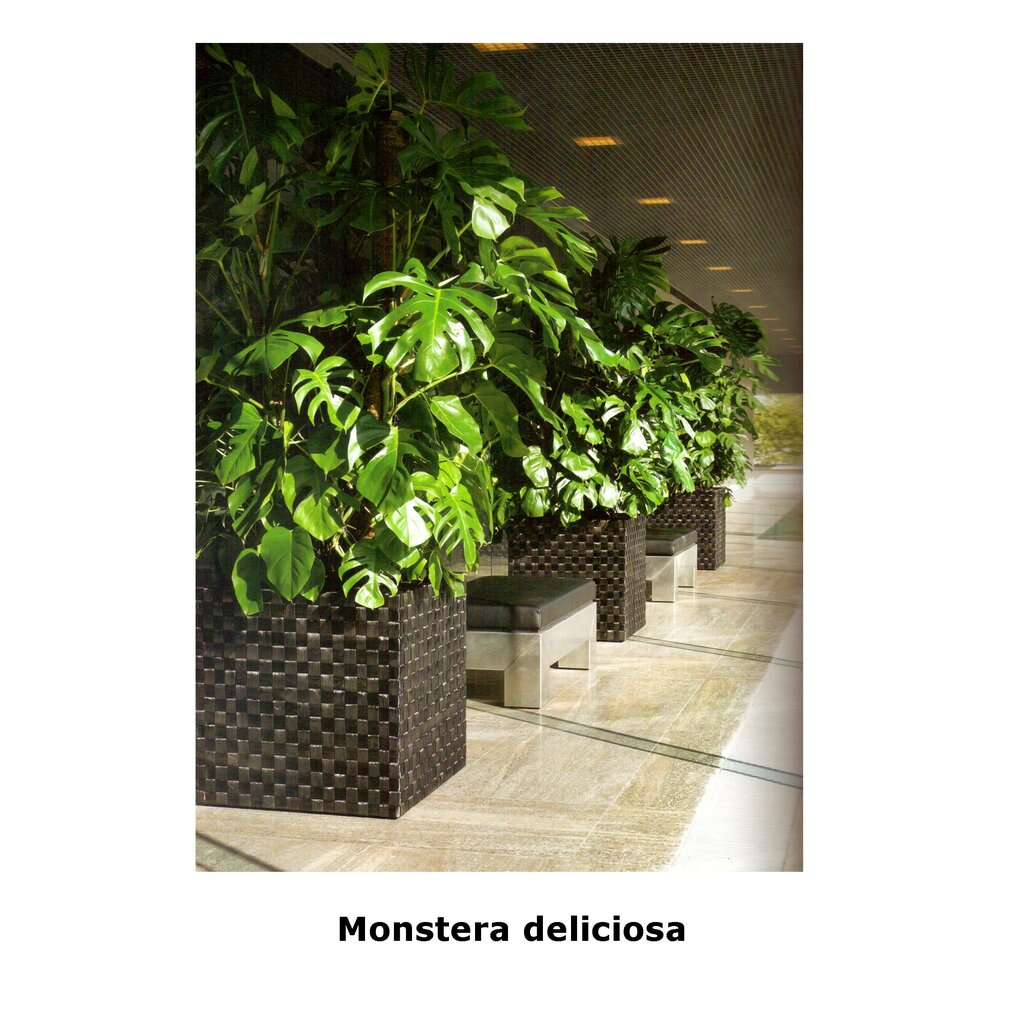 Çevre peyzaj hizmetleri Brook Plants & Landscaping LLC, Dubai, foto