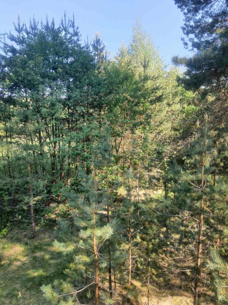 Atık depolama alanı Сморгонское РУП ЖКХ, мини-полигон ТБО Голешонки, Grodnenskaya oblastı, foto