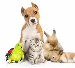 Зоомагазинчик (улица Крестовского No:35), petshop  Sevastopol'dan