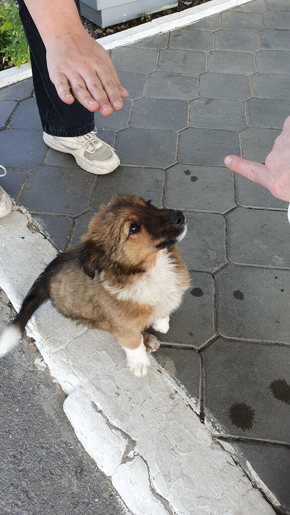 Veteriner klinikleri Ilovlinskaya Stantsiya po Borye s Boleznyami Zhivotnykh, Volgogradskaya oblastı, foto