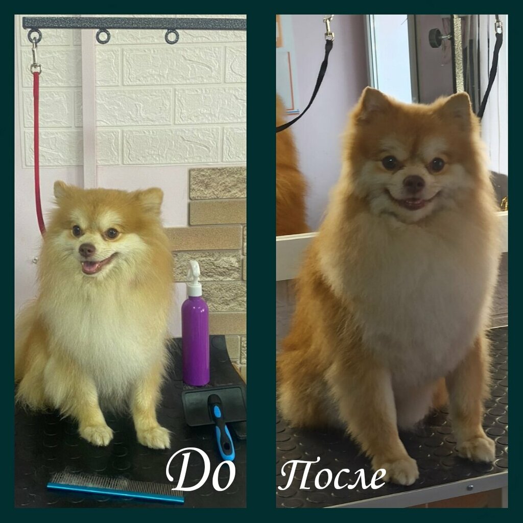 Evcil hayvan kuaförleri Груминг, Zainsk (Zey), foto