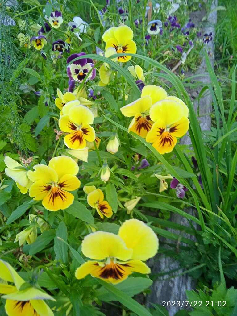 Bahçecilik dernekleri ve kuruluşları СНТ Русь, Saint‑Petersburg ve Leningradskaya oblastı, foto