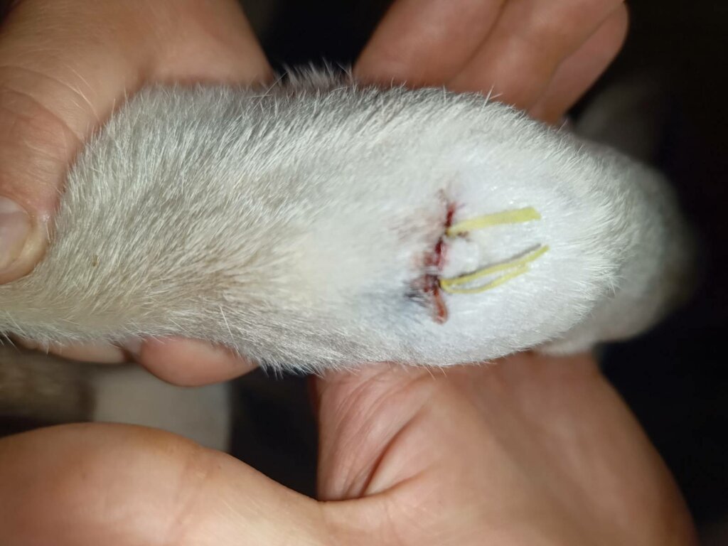 Veteriner klinikleri Kot i pyos, Kineşma, foto