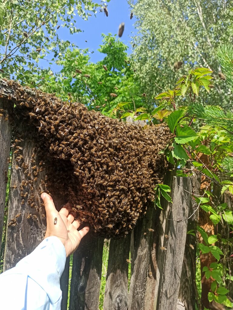 Bal ve arıcılık firmaları Пасека Дмитрия Молчанова, Moskova ve Moskovskaya oblastı, foto