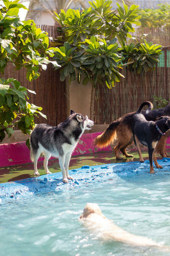 Pet otel Urban Tails Pet Resort, Dubai, foto