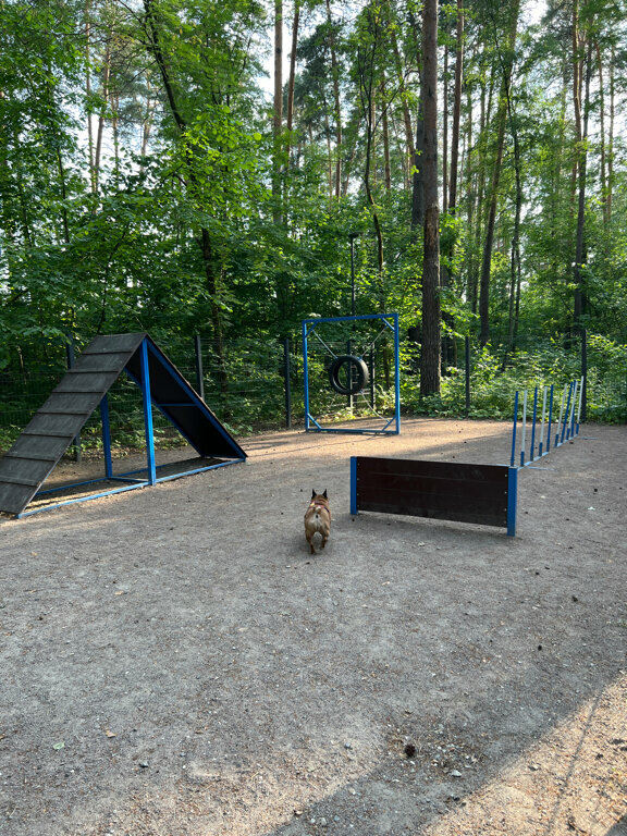Köpek gezdirme alanları Dog park, Moskova ve Moskovskaya oblastı, foto