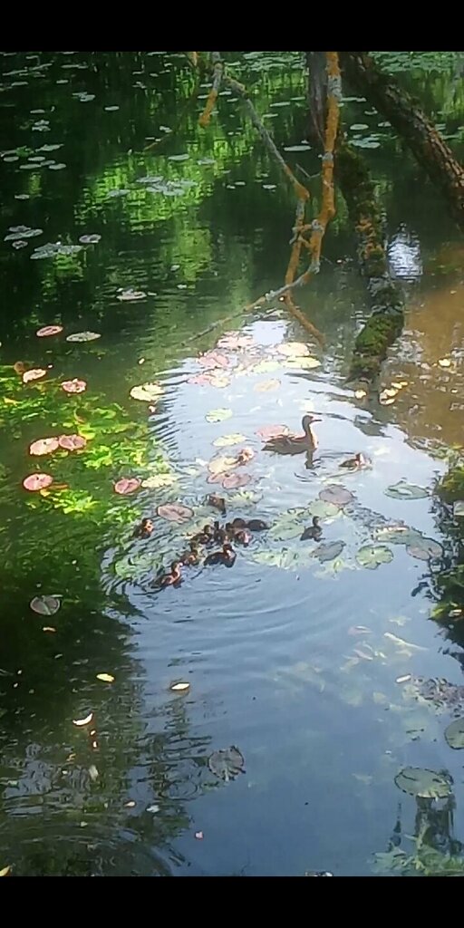Pınar, çay Spring, stream, Moskova, foto