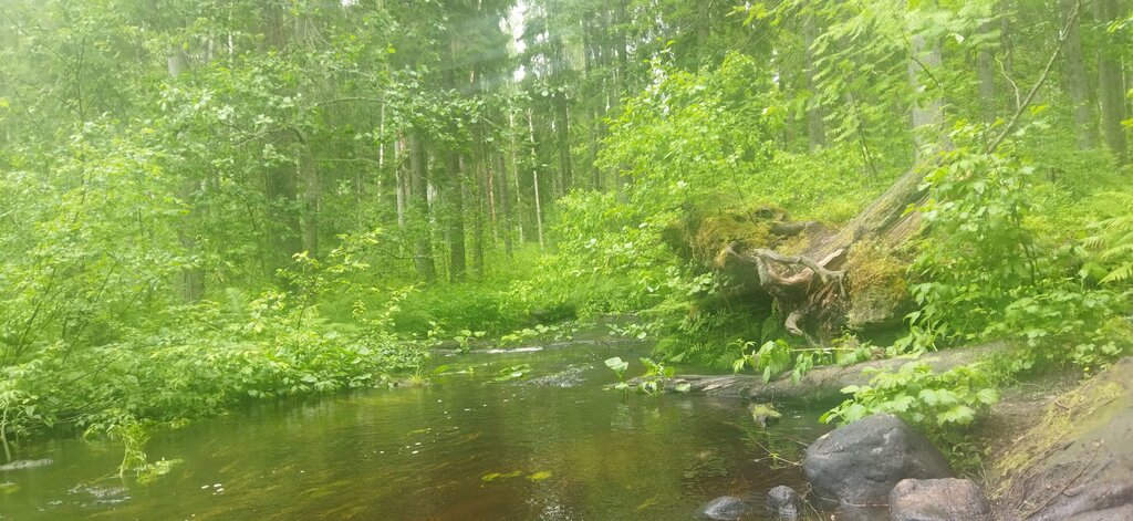 Pınar, çay Spring, stream, Saint‑Petersburg ve Leningradskaya oblastı, foto