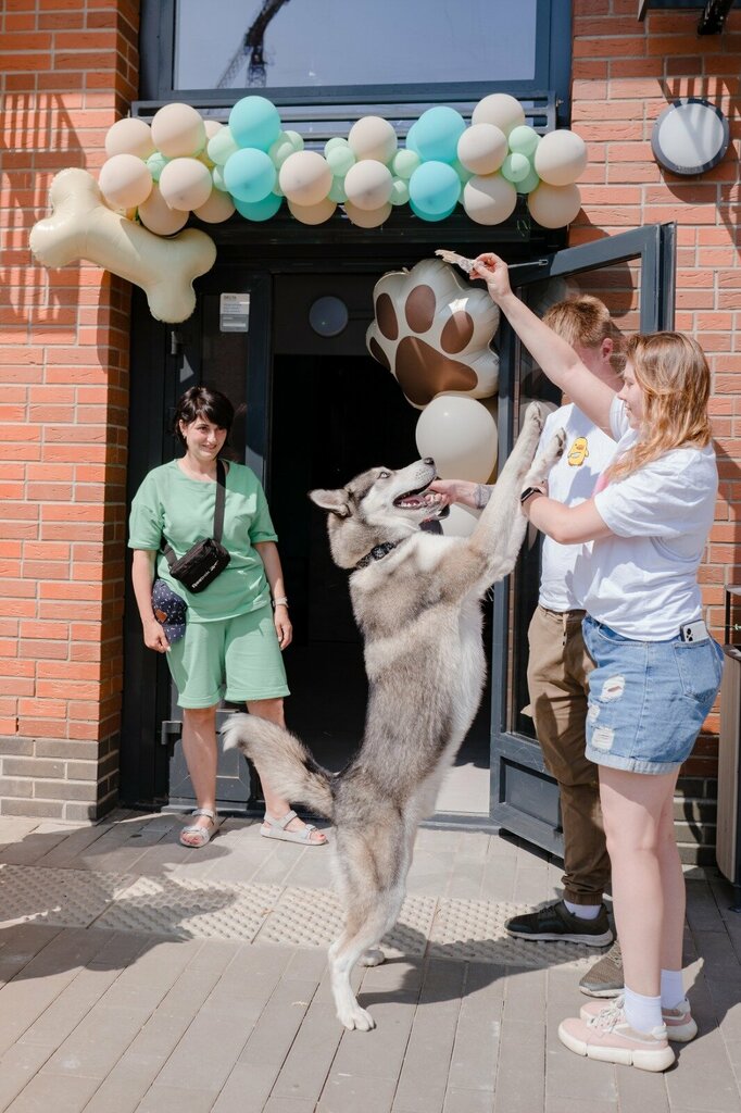 Evcil hayvan kuaförleri Groomingrad, Saint‑Petersburg ve Leningradskaya oblastı, foto
