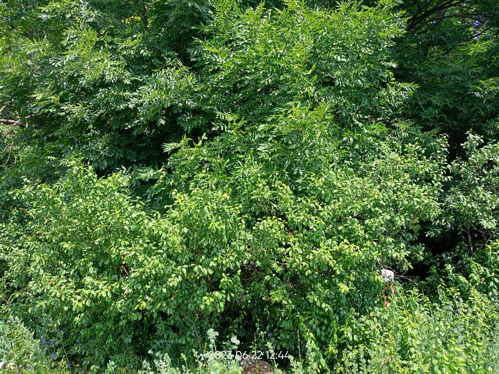 Orman урочище Висловский Должик, Belgorodskaya oblastı, foto