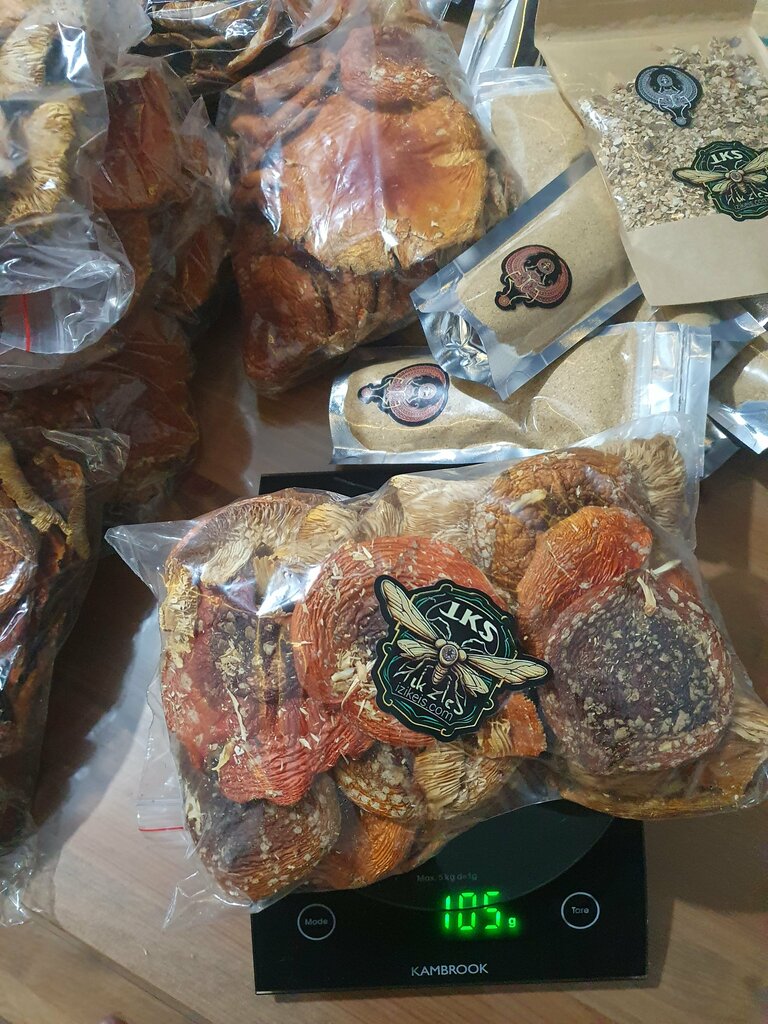 Mantar yetiştirme ve satış Fly agarik Red, Krasnodar, foto