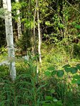 Правление СНТ Южное-2 (Leningrad Region, Tosnenskiy District, Lisinskoye selskoye poseleniye, sadovodcheskiy massiv Zapadnoye Radofinnikovo, sadovodcheskoye nekommercheskoye tovarishchestvo Yuzhnoye-2, 10-ya liniya), bina, site yönetimi  Saint‑Petersburg ve Leningradskaya oblastından