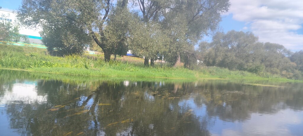 Orman Панский берег, Minskaya oblastı, foto