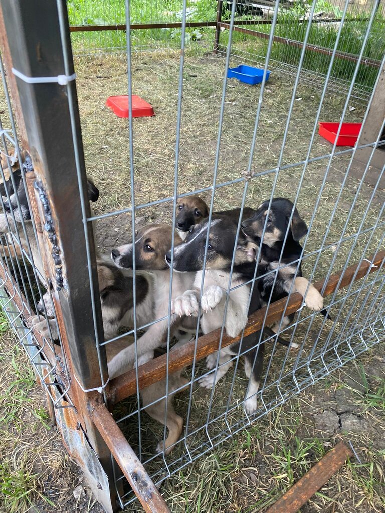 Hayvan barınakları, kulüpleri ve otelleri Реабилитационный центр Святобор, Rostovskaya oblastı, foto