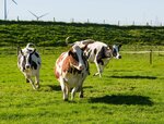 Friesland Campina Middle East (The Palladium, JLT Cluster C, Jumeirah Lakes Towers, Al Thanyah 5, Al Thanyah, Hadaeq Mohammed Bin Rashid, Dubai), toptan süt ürünleri  Dubai'den