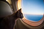 Blue Sky Pets Relocation Services (Arjumand Building, Dubai Investments Park 1, Jebel Ali, Dubai), hayvanların taşınması  Dubai'den