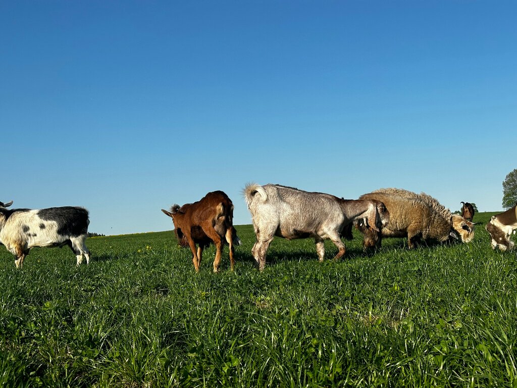 Toptan süt ürünleri Goats Milk, Saint‑Petersburg ve Leningradskaya oblastı, foto
