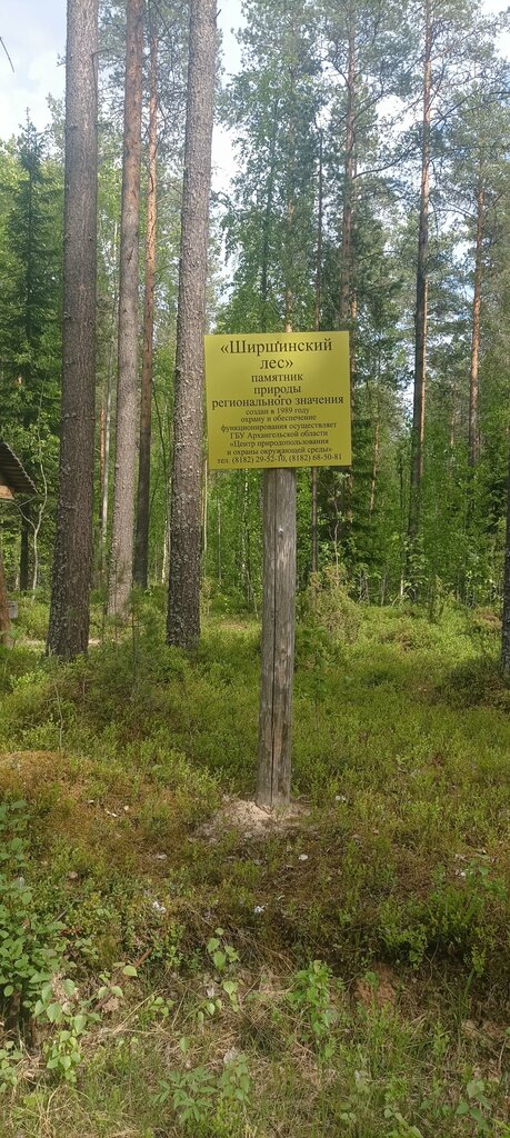 Orman Ширшинский лес, Arhangelskaya oblastı, foto
