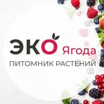 Eco Berry (Volgograd Region, Sredneakhtubinskiy rayon, Frunzenskoye selskoye poseleniye), fidan yetiştiriciliği  Volgogradskaya oblastından