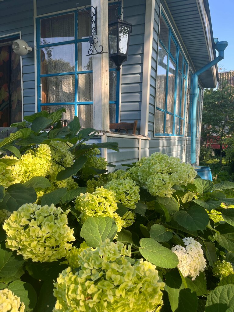 Bahçecilik dernekleri ve kuruluşları Snt Petrogradskoye, Saint‑Petersburg ve Leningradskaya oblastı, foto