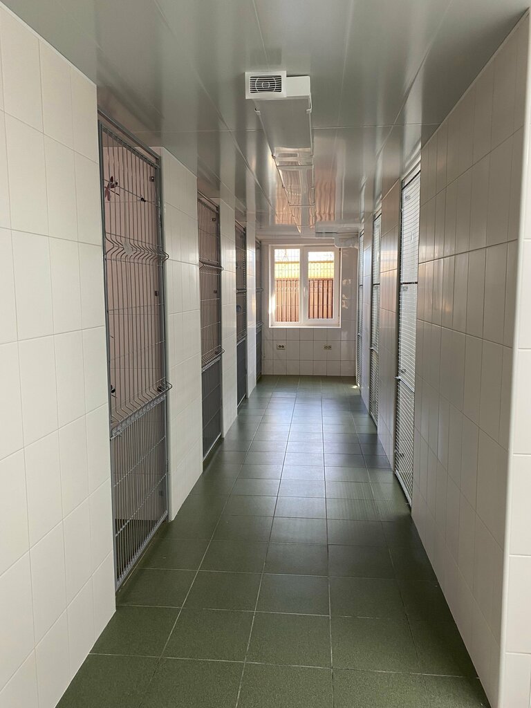 Pet otel Gostinitsa dlya koshek Kotofey, Yaroslavl, foto