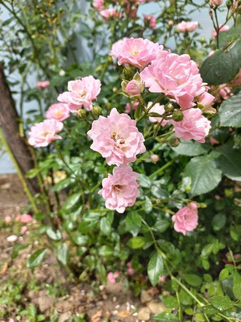 Otel Mini hotel Maria, Krasnodarski krayı, foto