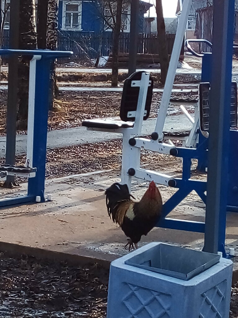 Kültür ve eğlence parkları Центральный парк, Novgorodskaya oblastı, foto