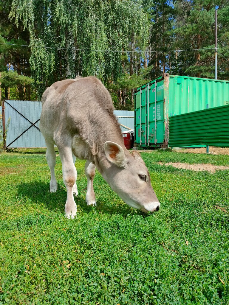 Hayvancılık Экоферма Я люблю, Tataristan, foto