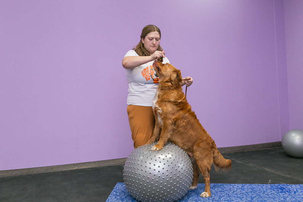 Veteriner klinikleri VikiViki, Yekaterinburg, foto