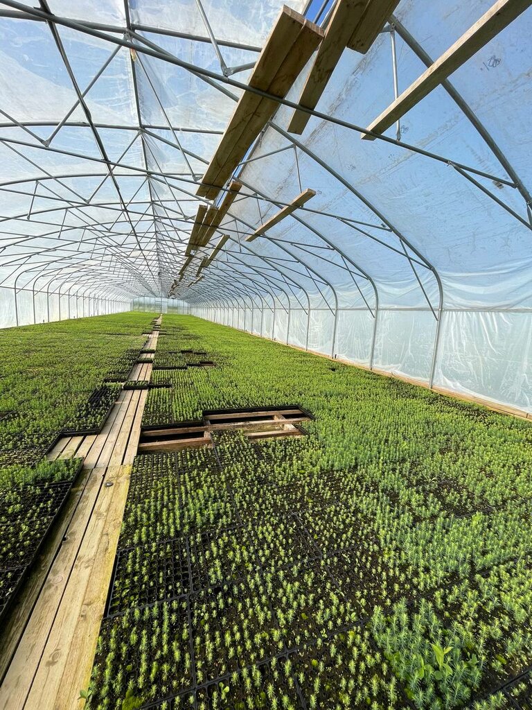 Fidan yetiştiriciliği Lesservis, Kargopol, foto