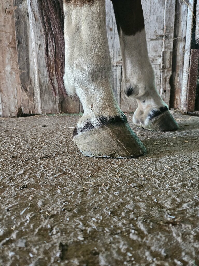 Hayvancılık Конезавод Ахалт-Сервис, Krasnodarski krayı, foto