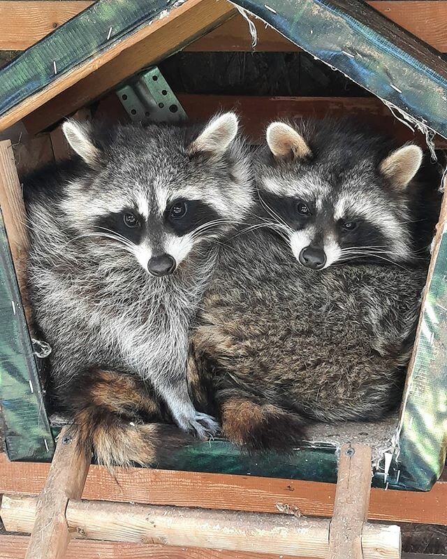 Hayvanat bahçeleri Cute Zoo, Krasnodarski krayı, foto