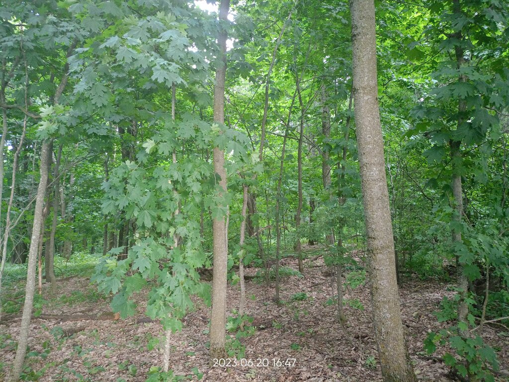 Orman урочище Фомино, Belgorodskaya oblastı, foto