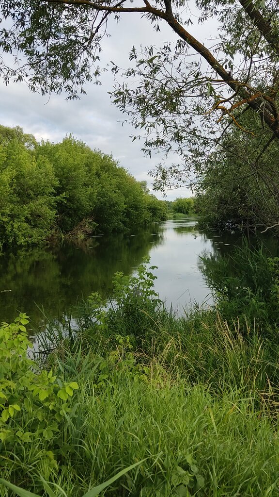 Plaj Пляж, Riazanskaya oblastı, foto