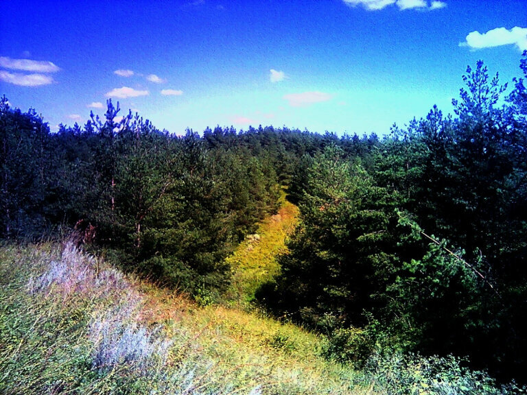 Orman Шабанов верх, Kurskaya oblastı, foto