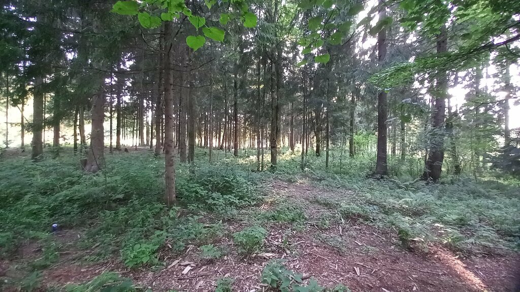 Piknik alanı Место для пикника, Moskova ve Moskovskaya oblastı, foto