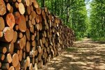 Fine Wood Trading LLC (23, 19 Street, Al Qusais Ind. First, Deira, Dubai), kereste üretim ve satış şirketleri  Dubai'den