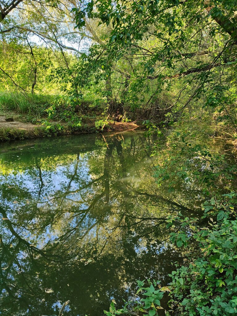 Orman Babya Grove, Riazan, foto