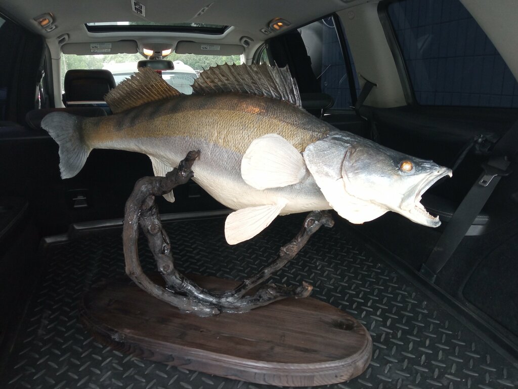 Hayvan postu doldurma Чучело Щуки, Moskova, foto