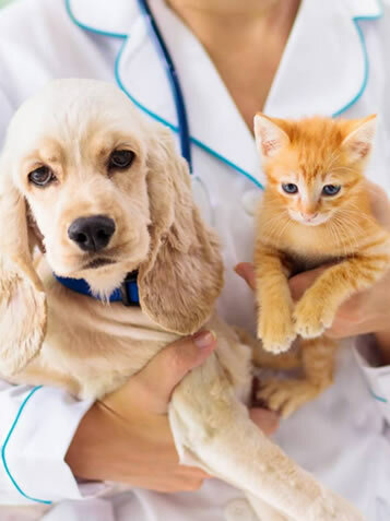 Veteriner klinikleri VetDUB Veterinary Clinic, Dubai, foto