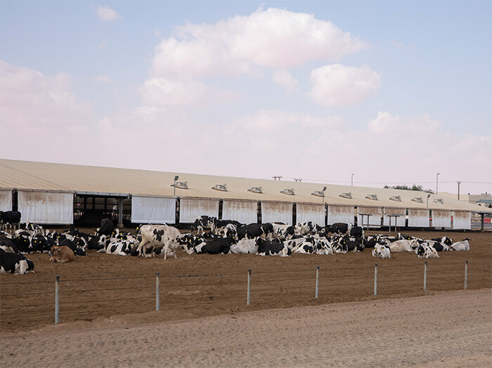 Toptan gıda mağazaları Al Ain Farms, Al Ain, foto