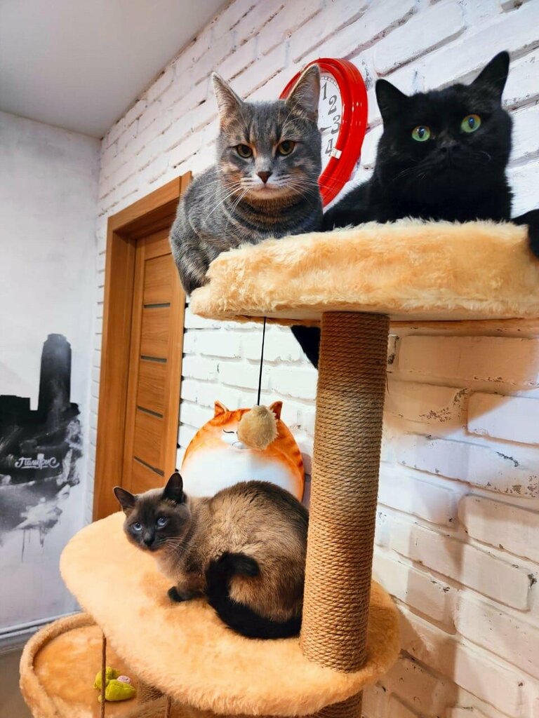 Pet otel Кот без забот, Nijni Novgorod, foto